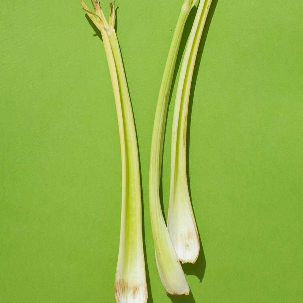 Stangselleri – Matvett